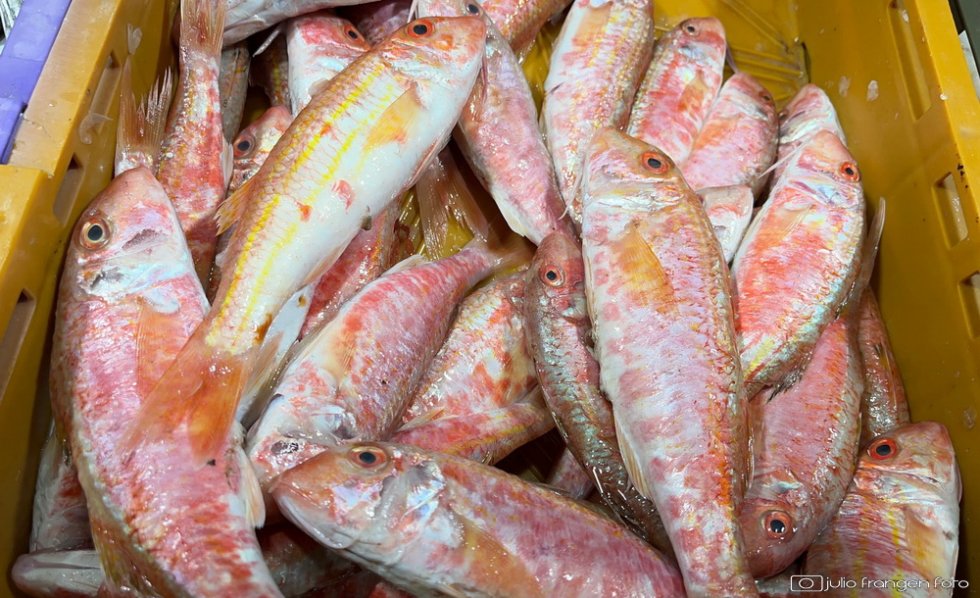 Petkom na placu #2 -Trilja s kamena | FOTO FOODIE